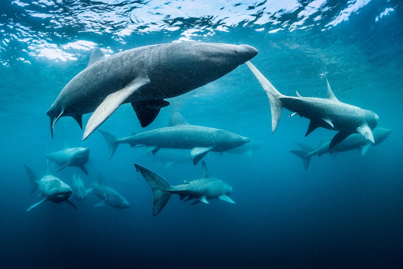 RTÉ Wins | 'Ireland's Wild Islands' Best Series at the 2025 ...